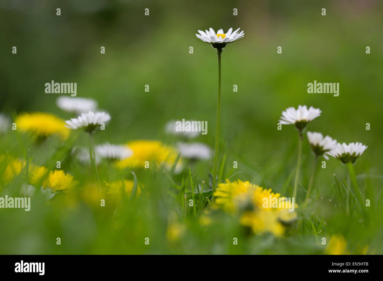 Common daisies / English daisy (Bellis perennis) in flower in meadow ...