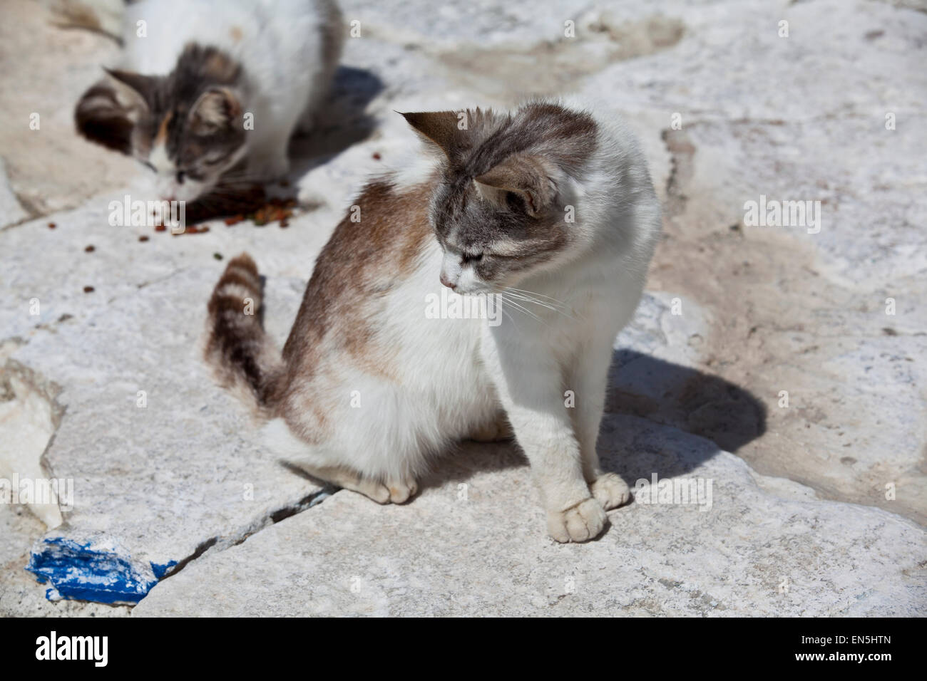 The Stray cats of Syros in the Greek Islands Stock Photo - Alamy