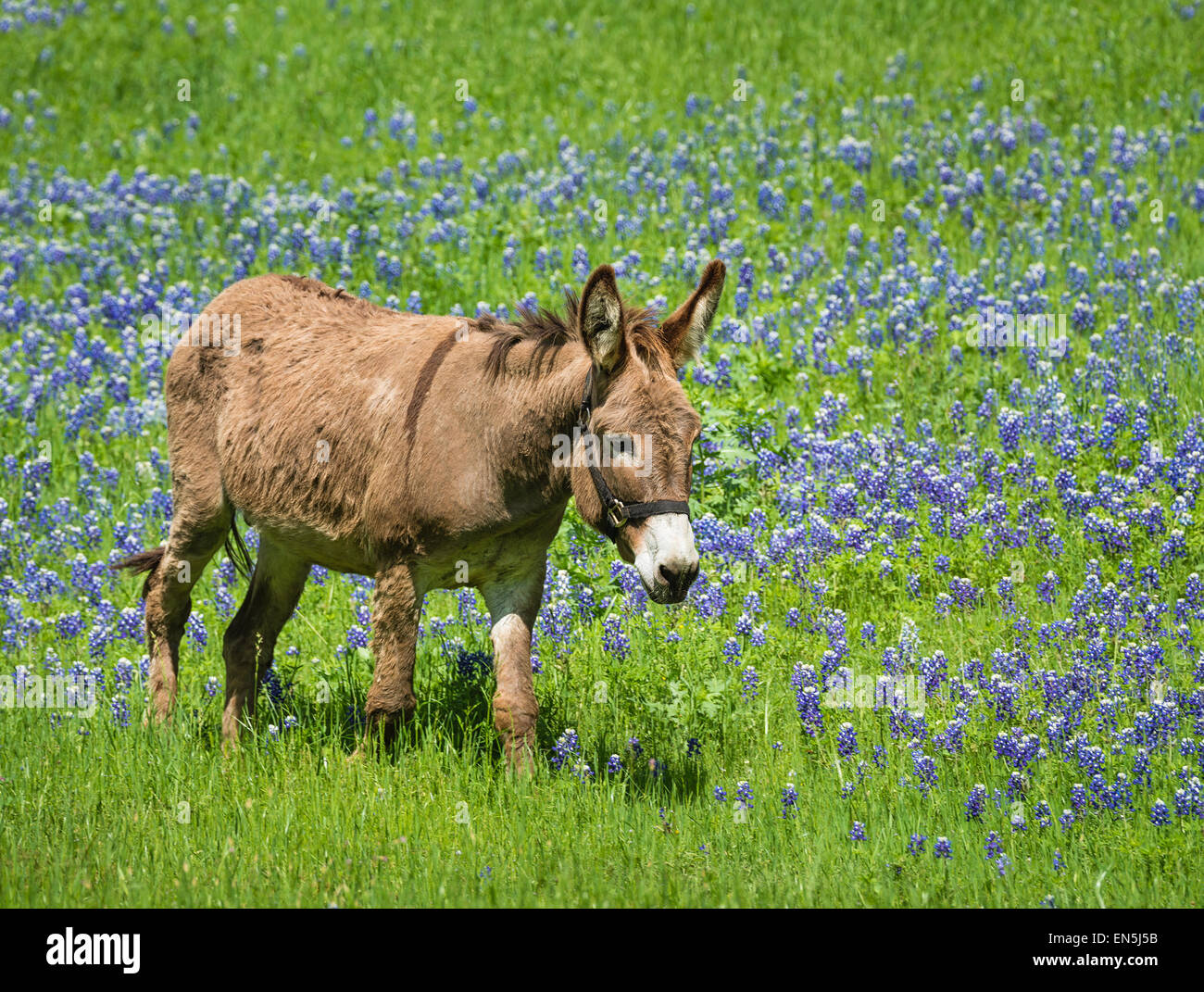 Donkey Grazing On High Resolution Stock Photography and Images - Alamy