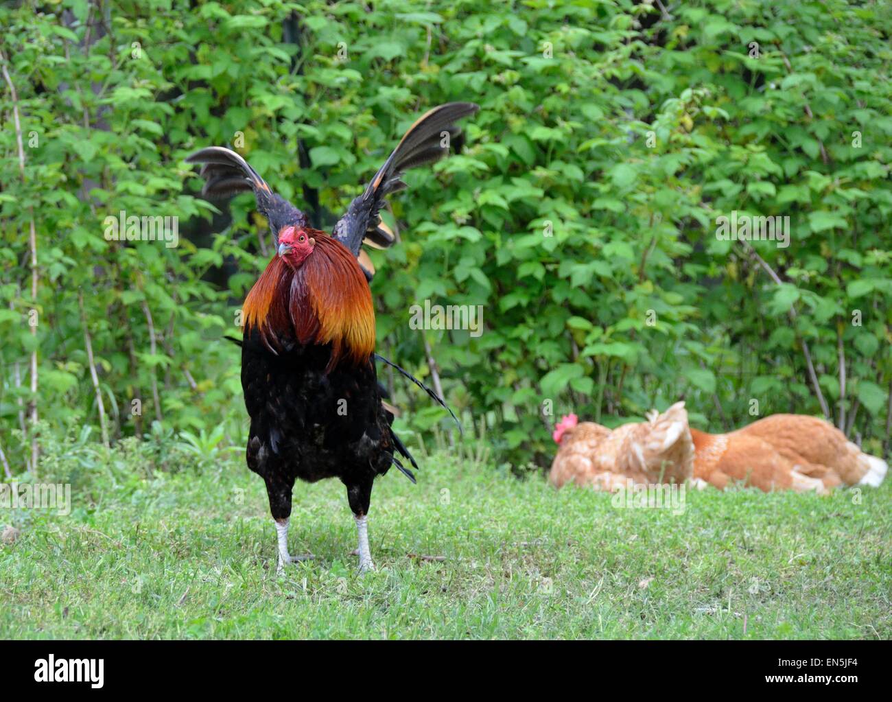 Free range rooster flapping his wings. Rooster and hens in outdoor ...
