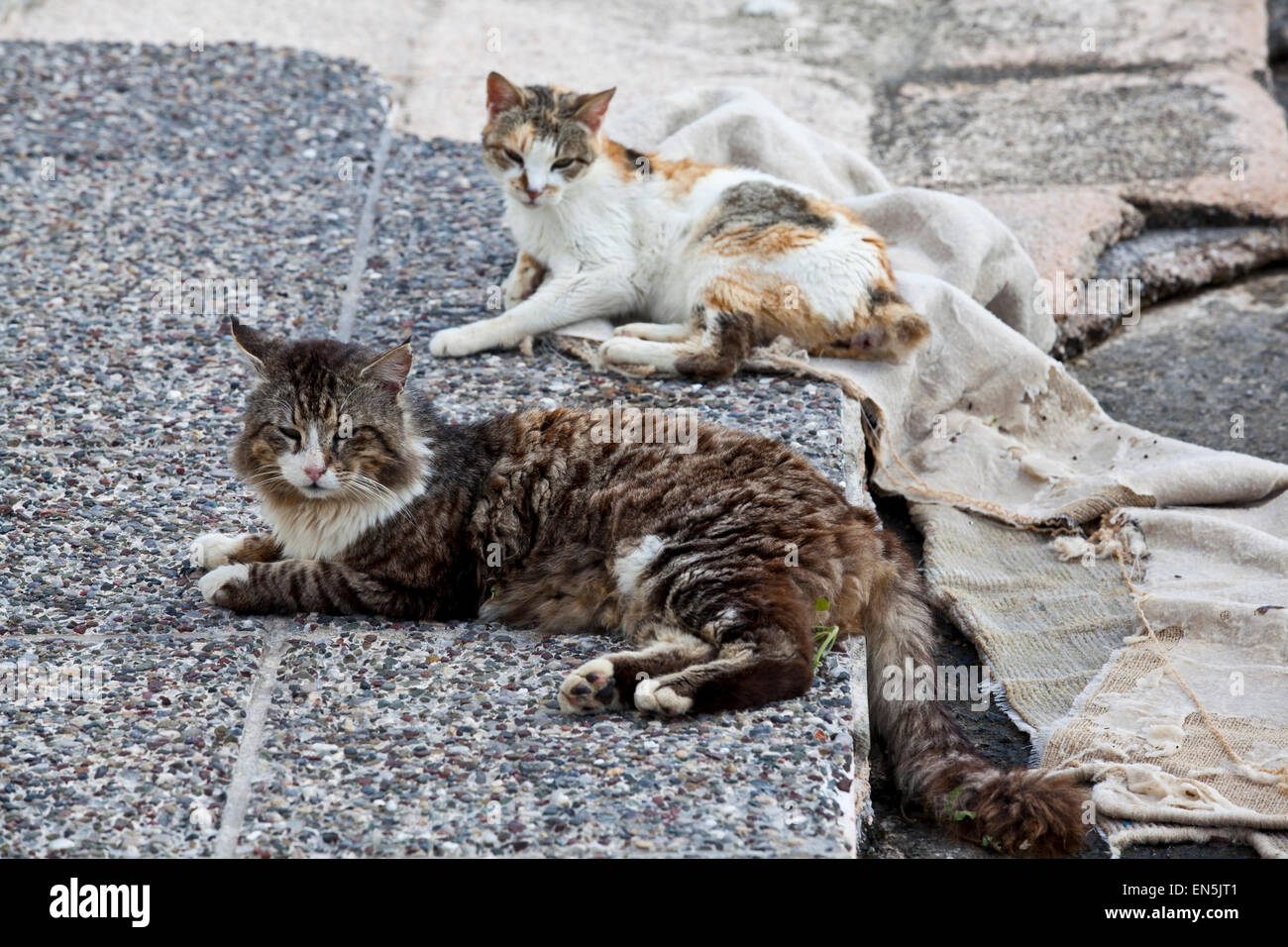 The Stray cats of Syros in the Greek Islands Stock Photo - Alamy