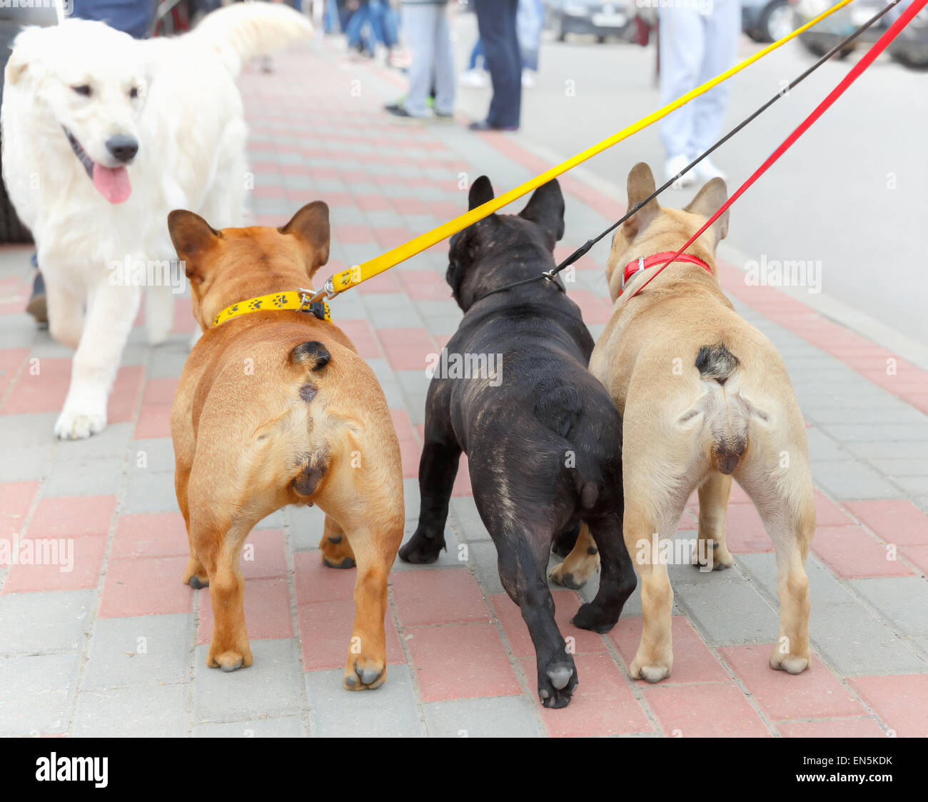 three French Bulldog and labrador retriever Stock Photo - Alamy