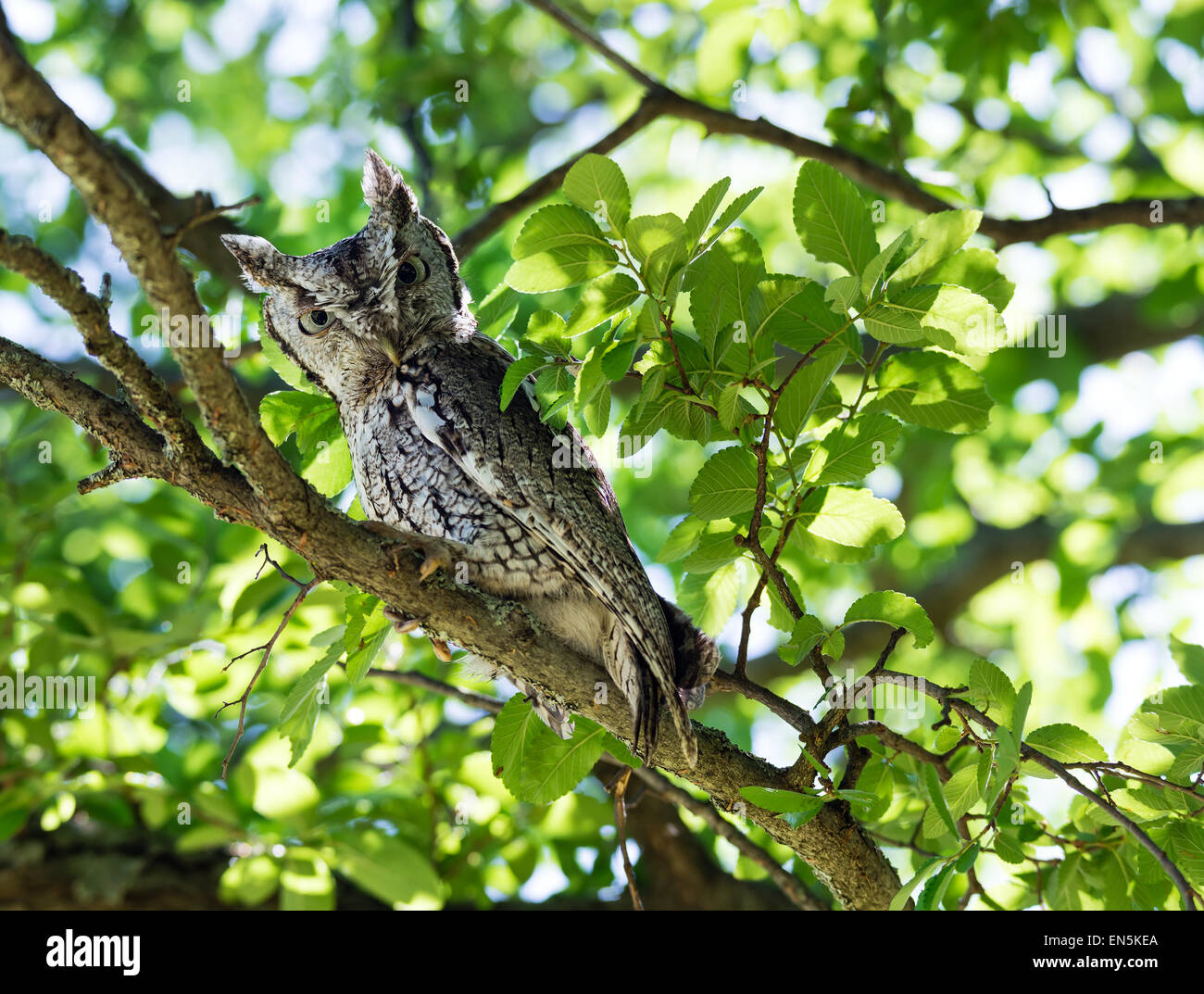 Eastern Screech Owl (Megascops asio) perched on tree branch Stock Photo ...