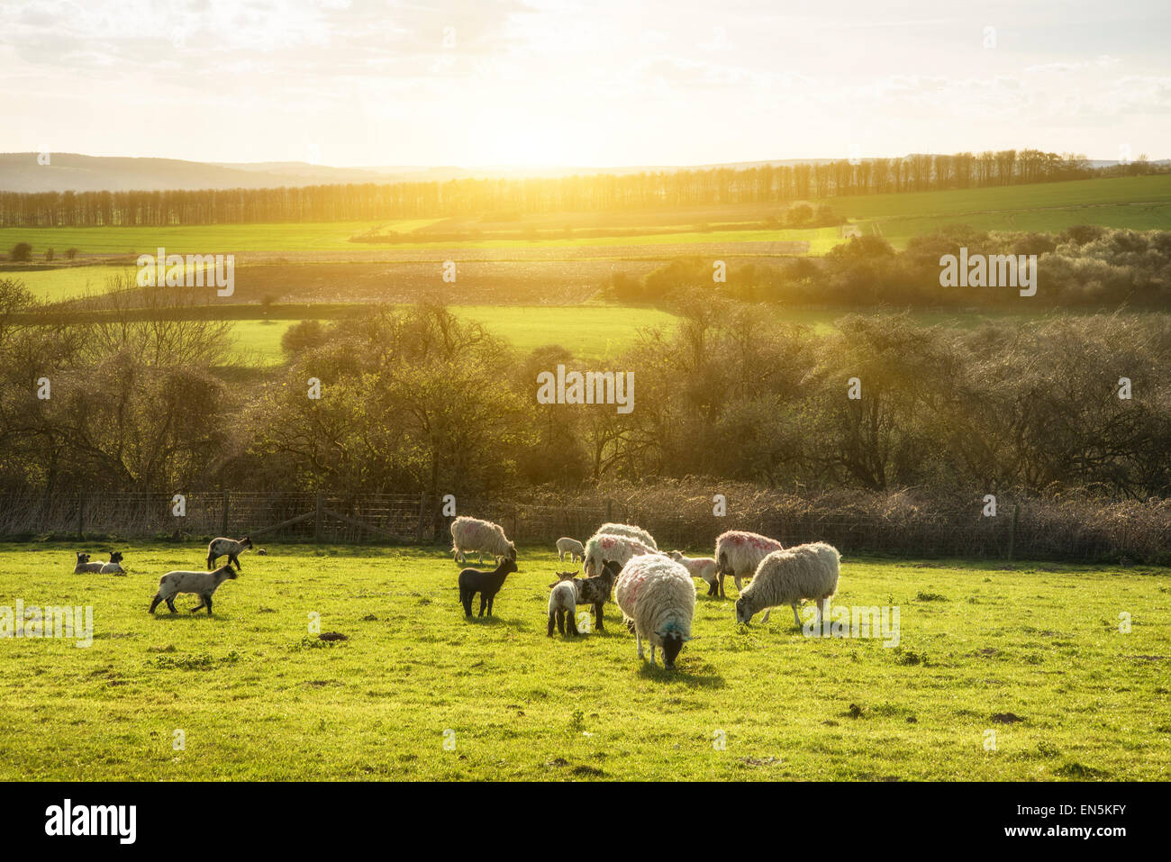 Beautiful landscape image of Spring lambs and sheep in fields during ...
