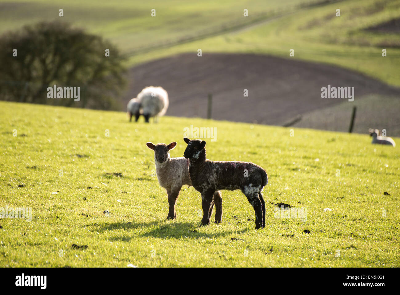 Beautiful landscape image of Spring lambs and sheep in fields during ...
