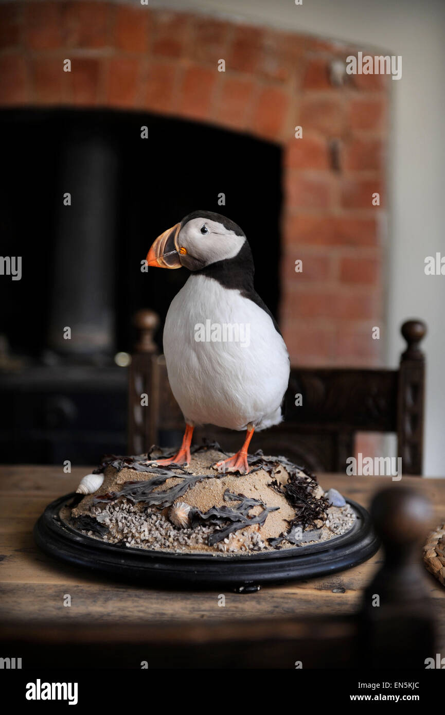 Puffin decor hi-res stock photography and images - Alamy
