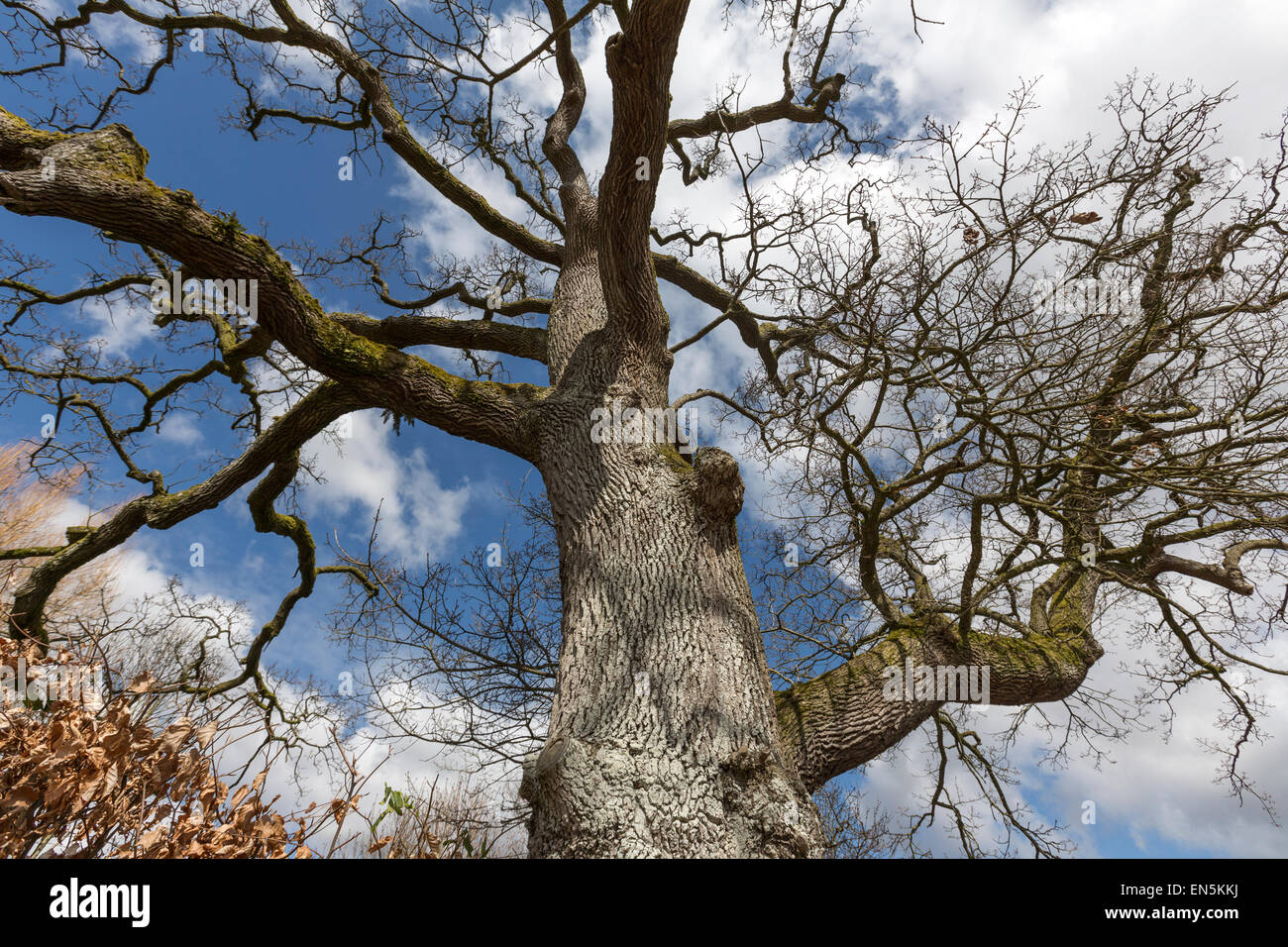 Oak tree trunk in Wales Stock Photo - Alamy