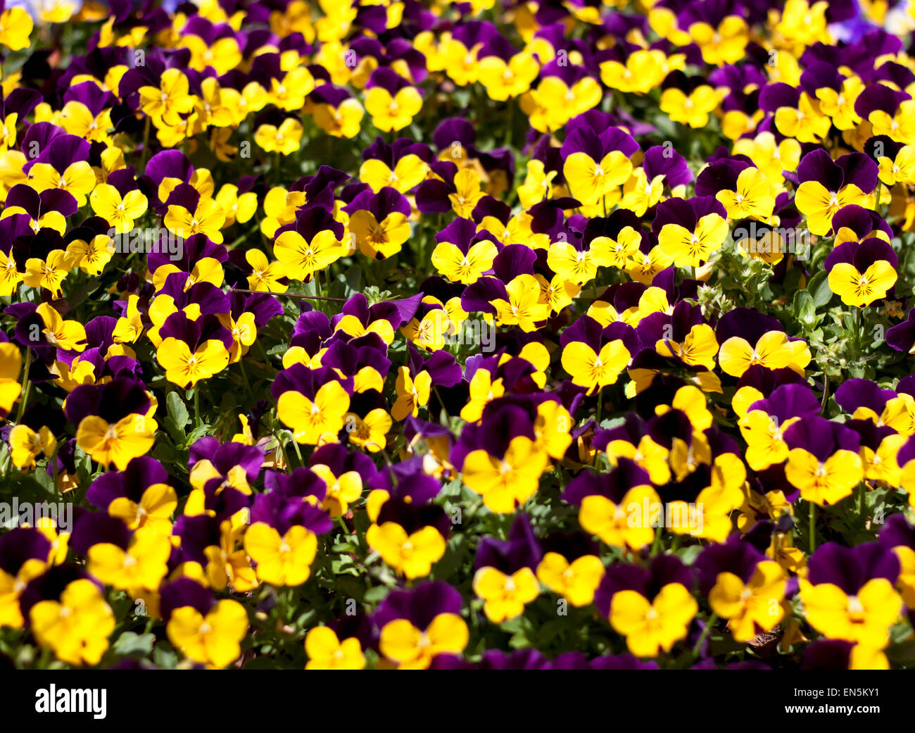 viola tricolor pansy flower bed bloom in the garden Stock Photo - Alamy