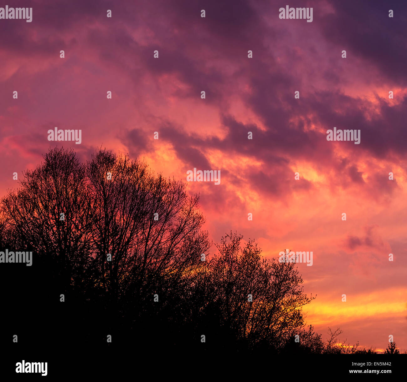 beautiful forest silhouette, in low light Stock Photo - Alamy