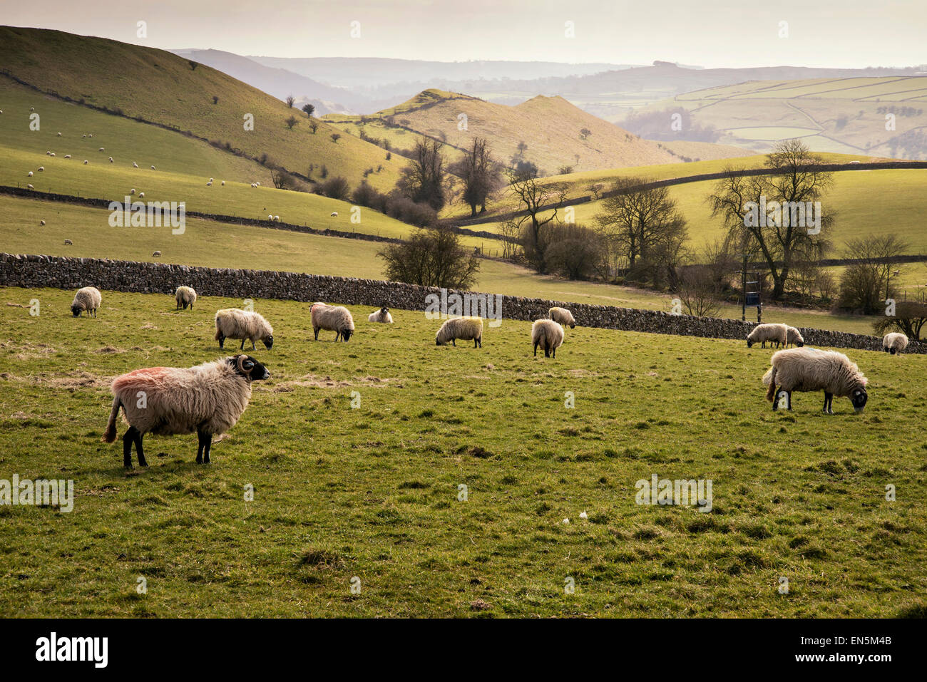 Farm animals in the peak district hi-res stock photography and images ...