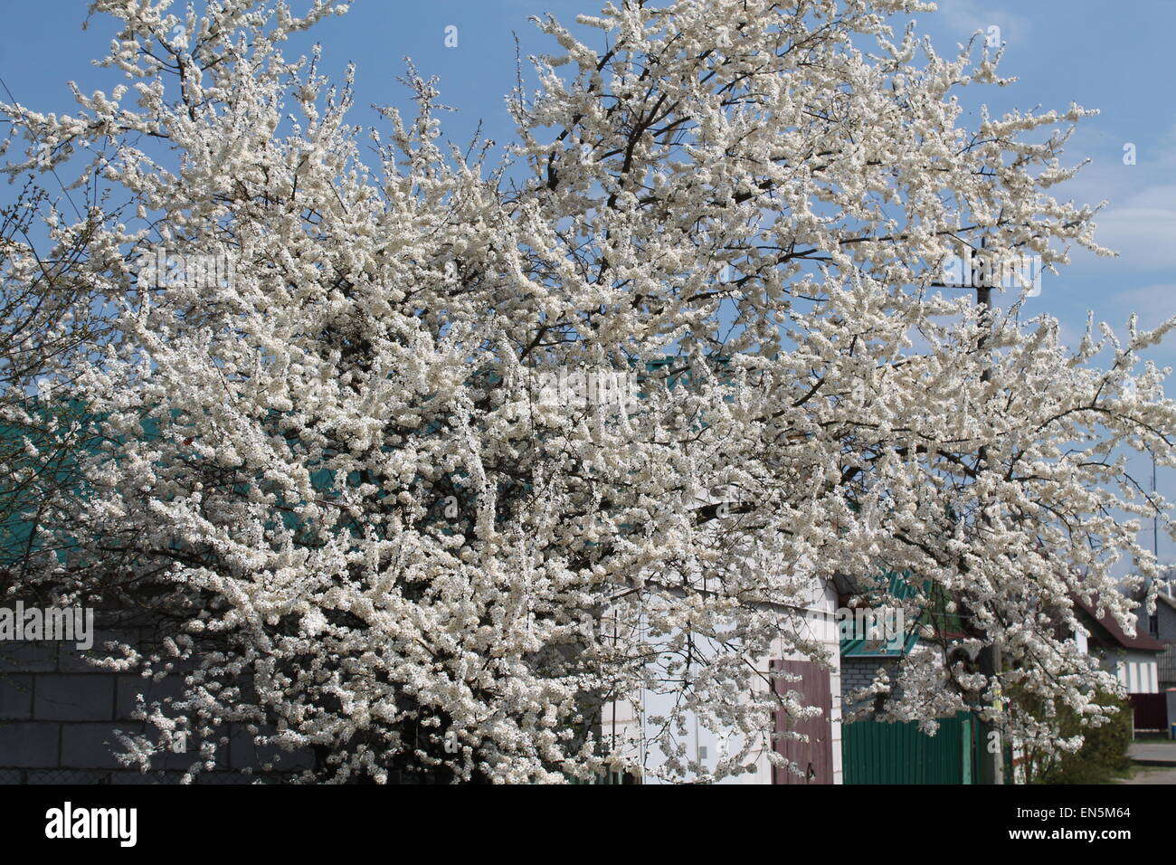 white pure in spring white bloom plum tree Stock Photo - Alamy