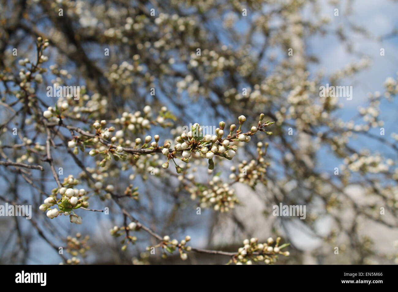 Prepare for start of hi-res stock photography and images - Alamy