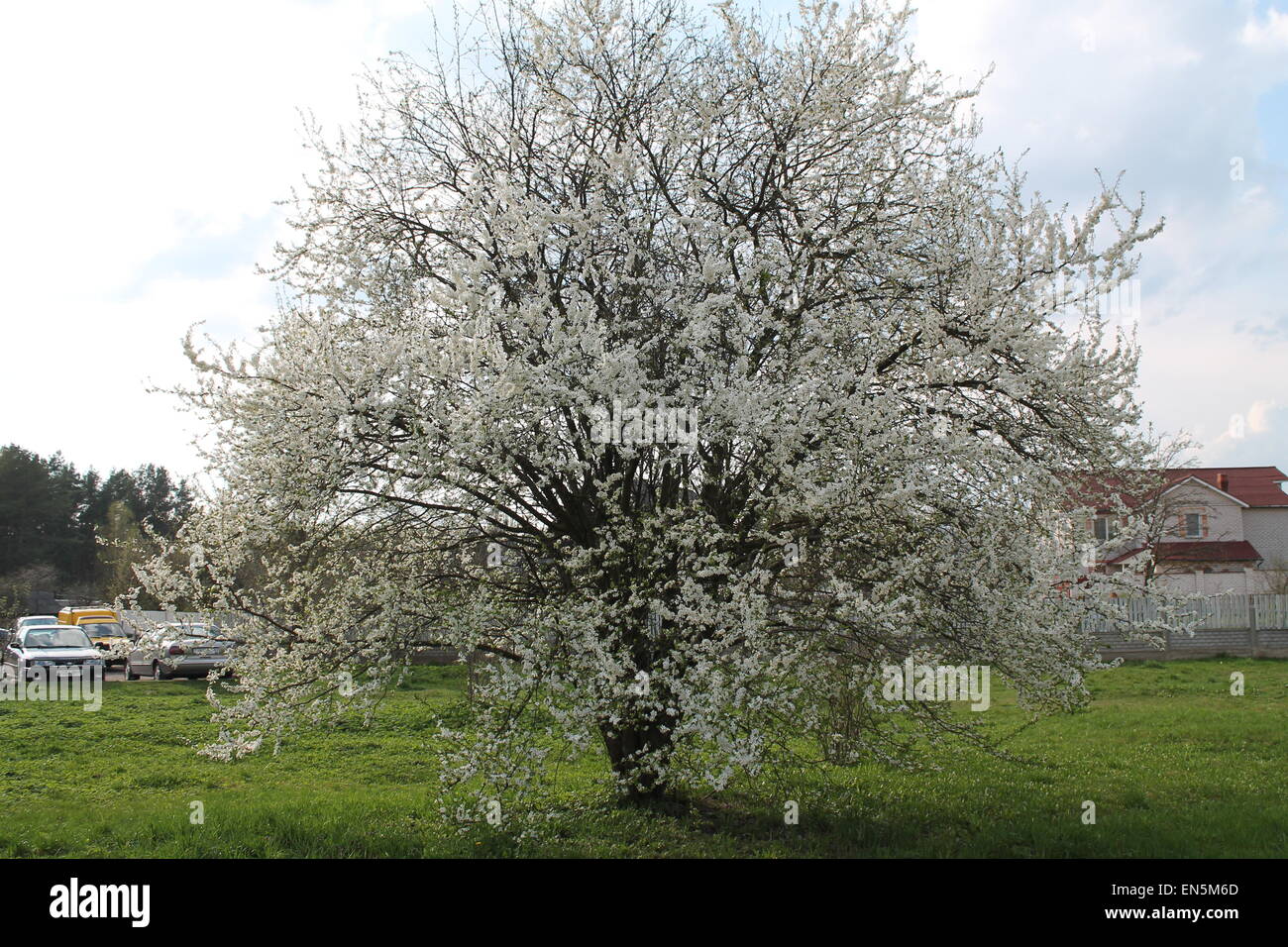 white pure in spring pompous bloom apple tree Stock Photo - Alamy