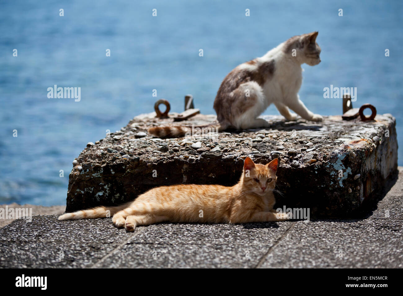 The Stray cats of Syros in the Greek Islands Stock Photo - Alamy