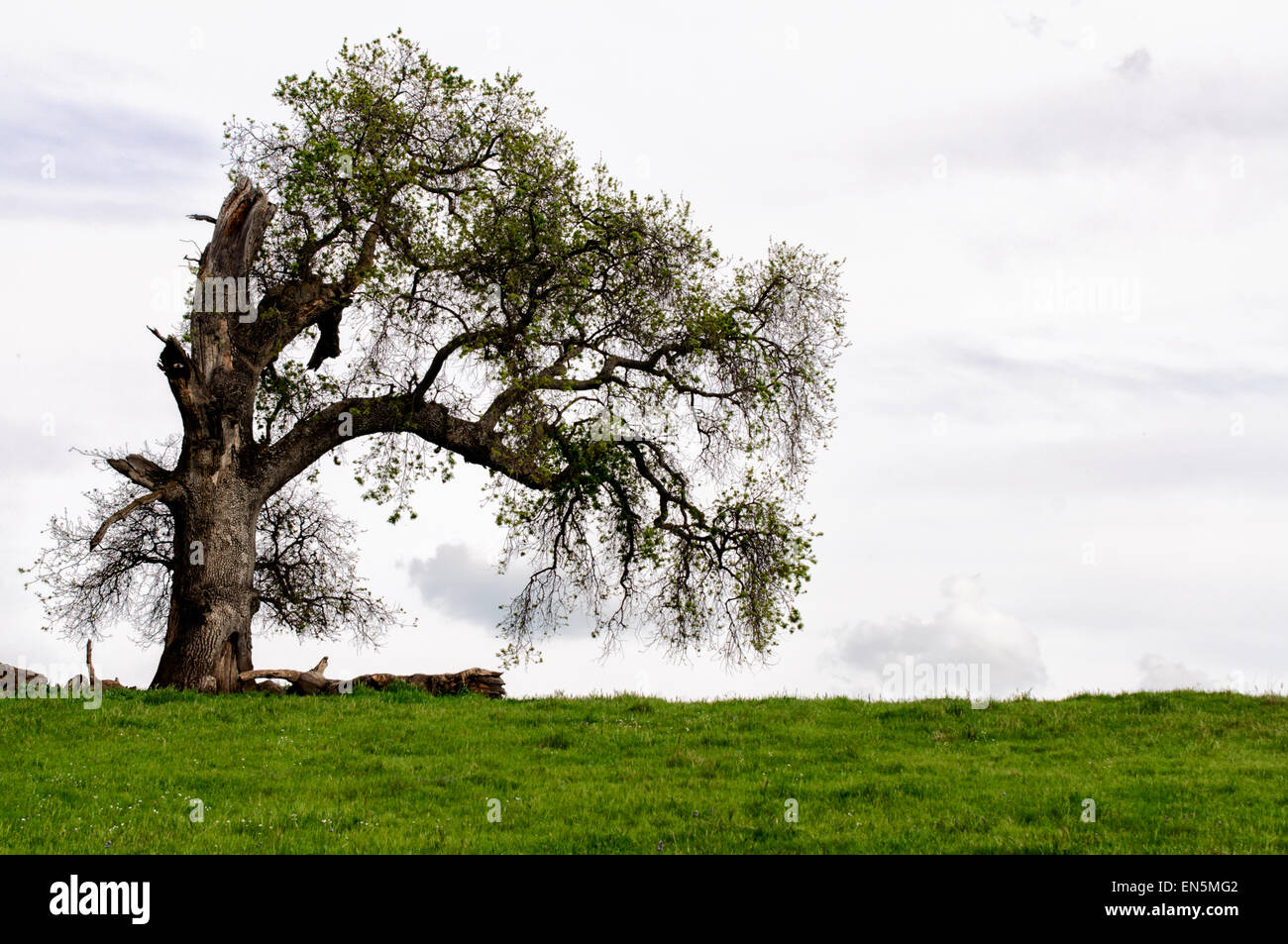 Lightning tree damage hi-res stock photography and images - Alamy