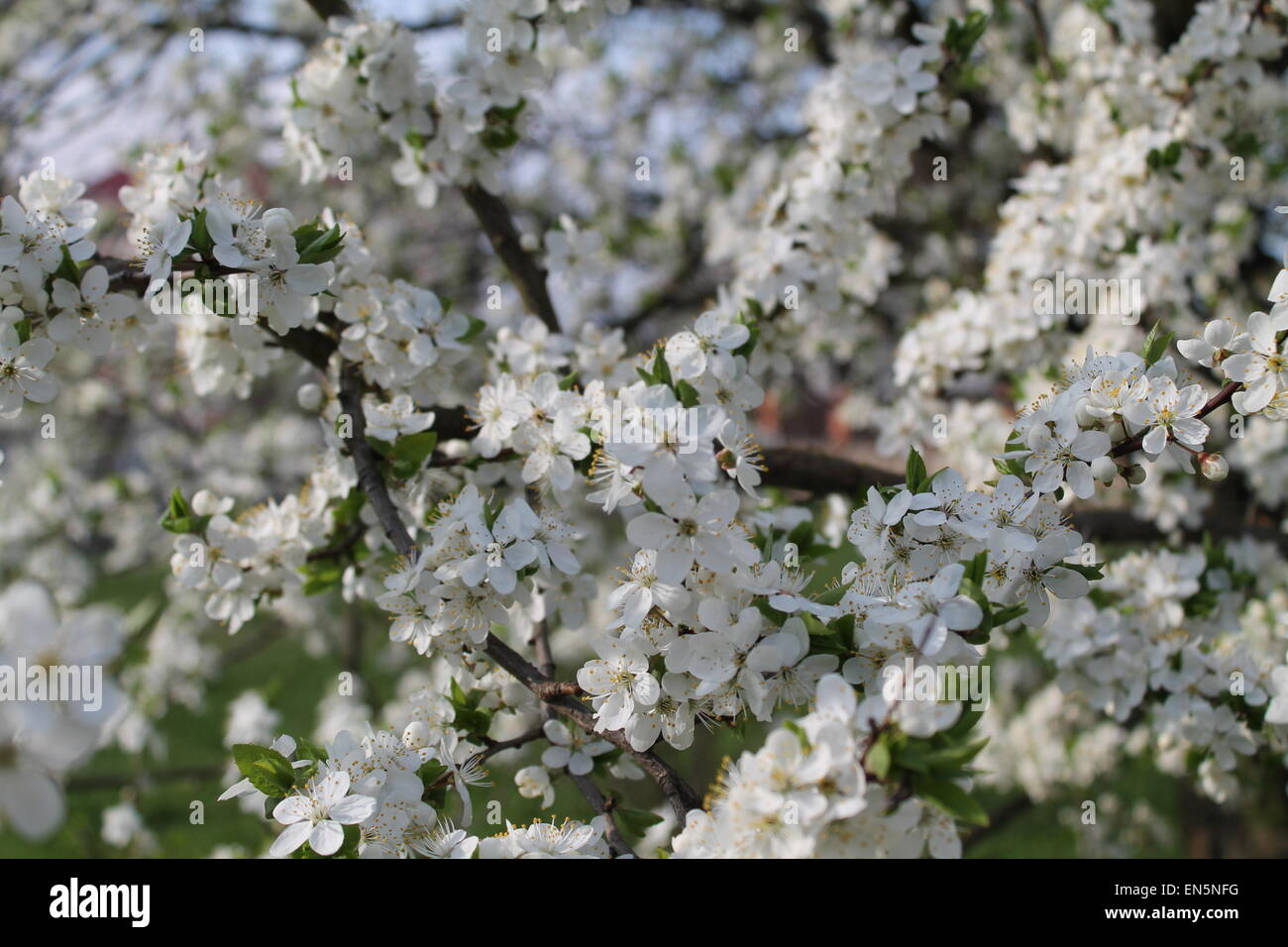 Star fruit tree flower hi-res stock photography and images - Alamy