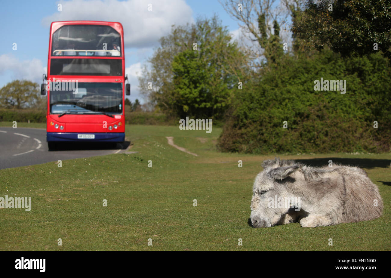 New Forest Donkey relaxing in the sunshine at Beaulieu, New Forest ...