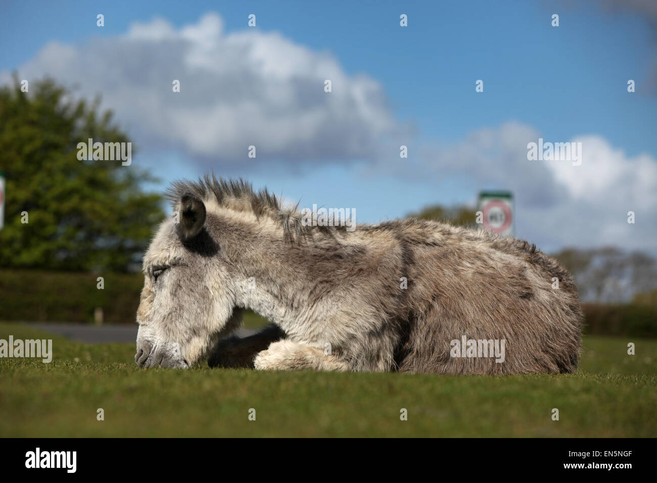 Donkey hi-res stock photography and images - Alamy