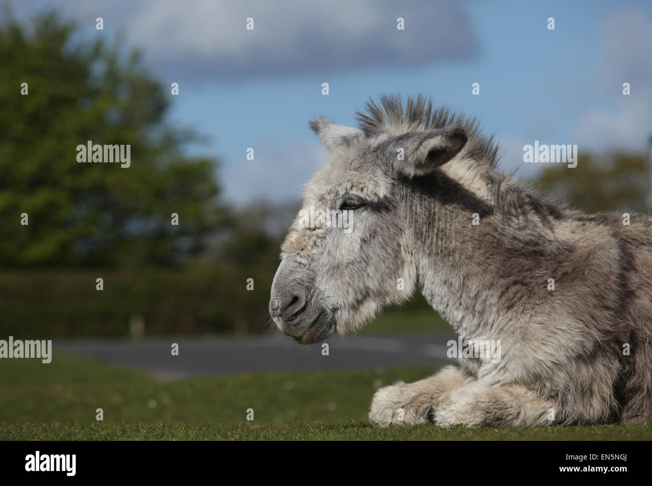 New forest donkey hi-res stock photography and images - Alamy