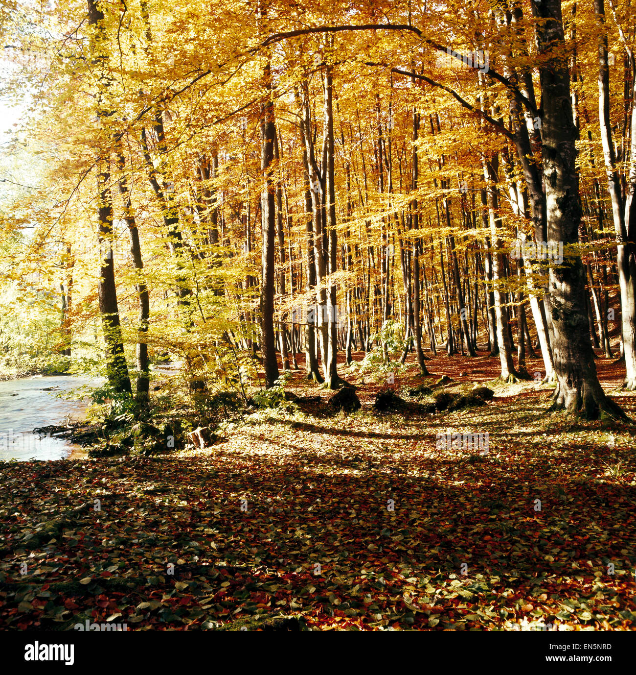 Laubwald Im Herbst High Resolution Stock Photography and Images - Alamy