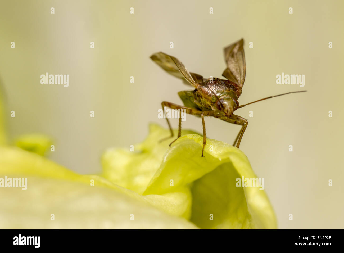 Portrait of a bug Stock Photo - Alamy