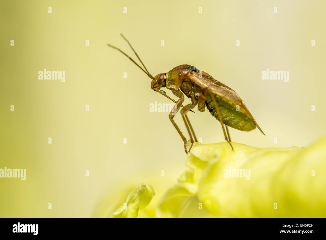 Portrait of a bug Stock Photo - Alamy