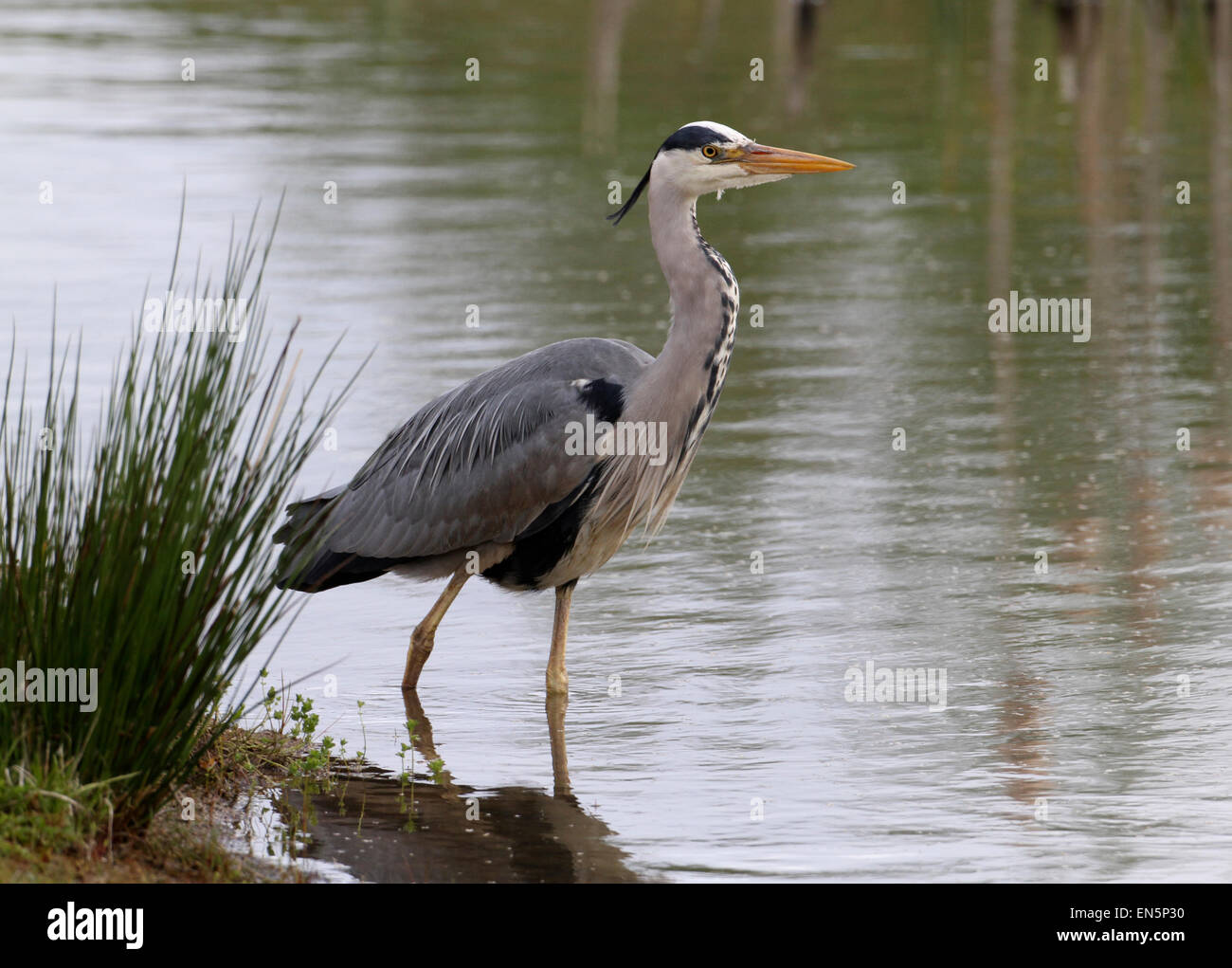 Heron legs hi-res stock photography and images - Alamy