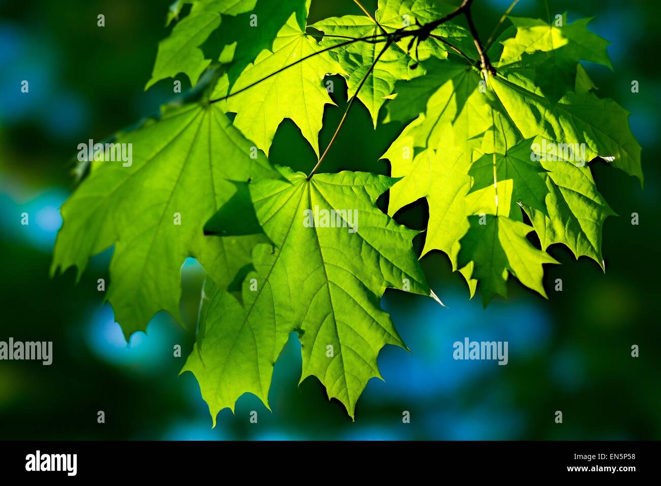Fresh green maple leaves illuminated by sunlight Stock Photo - Alamy