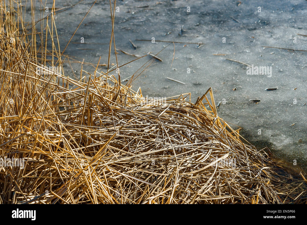 Water reed hi-res stock photography and images - Alamy