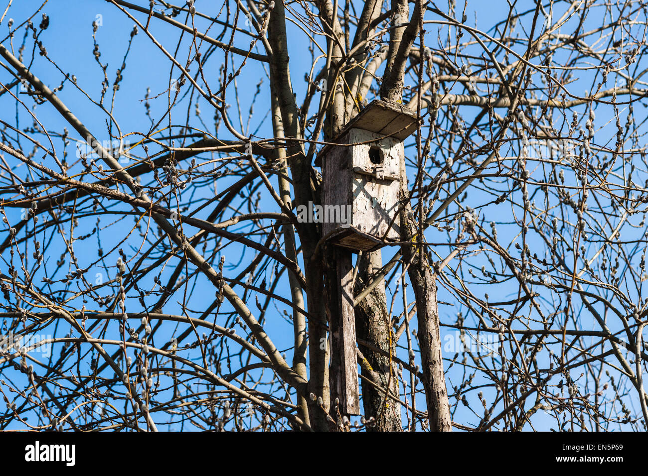 Old withered bird house on a willow tree between branches and twigs ...