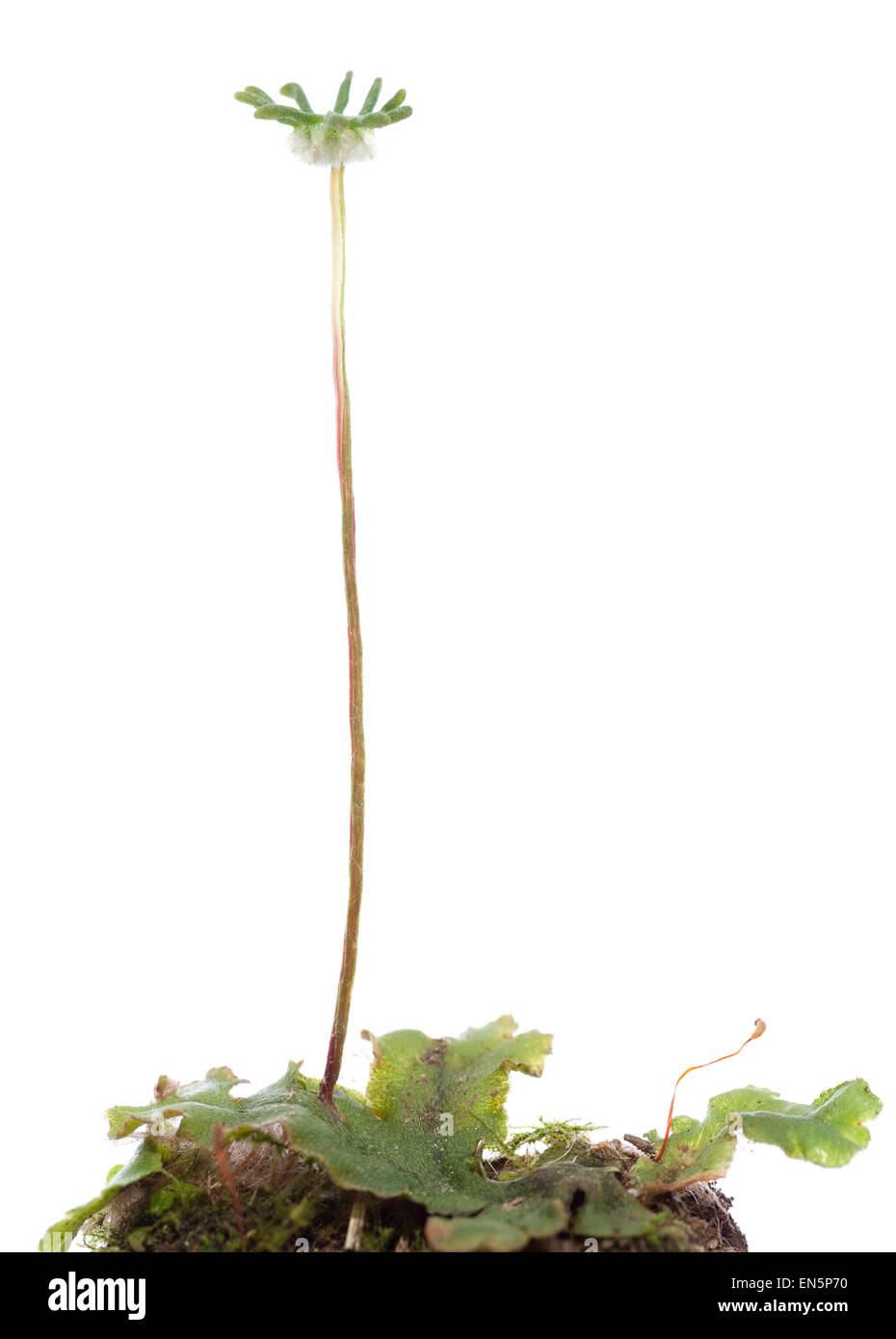 little green plant (Marchantia polymorpha) on white Stock Photo - Alamy
