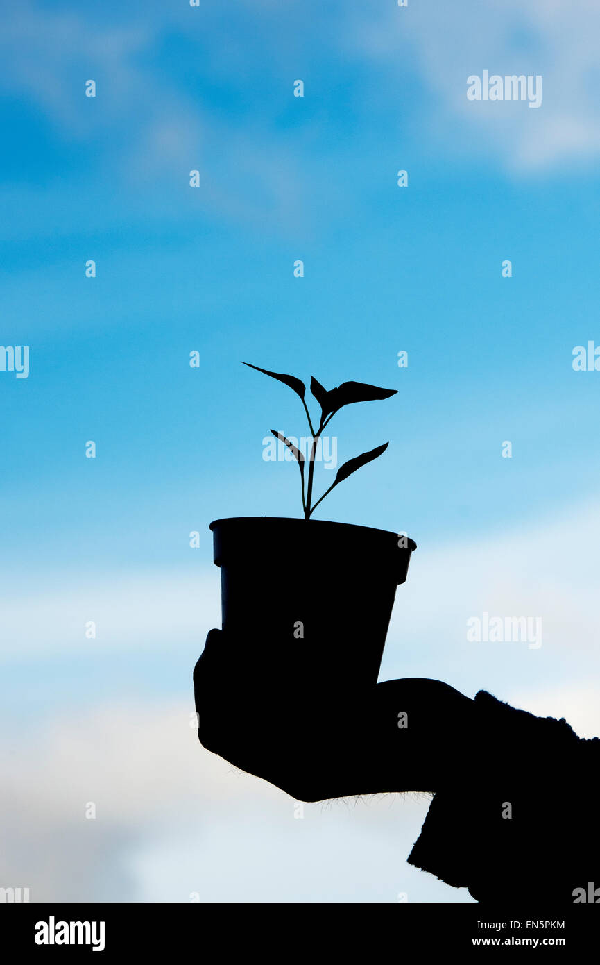 Gardeners hands plant flowers hi-res stock photography and images - Alamy