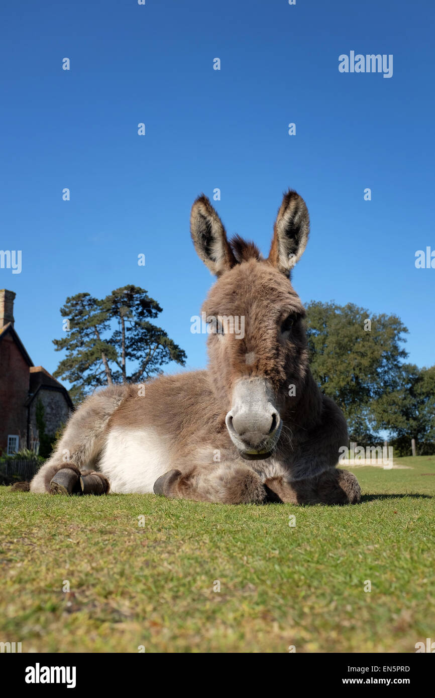 New Forest Donkey relaxing in the sunshine at Beaulieu, New Forest ...