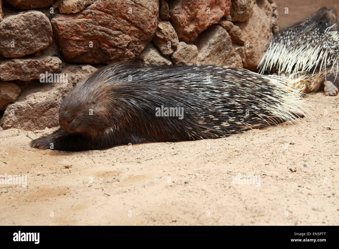 Porcupines hi-res stock photography and images - Alamy