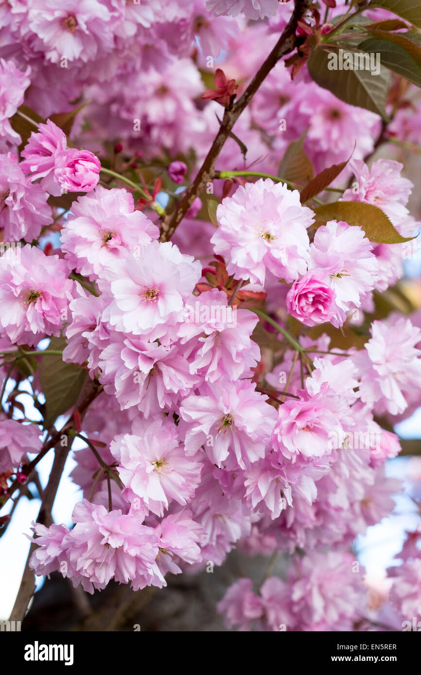 Pink Cherry blossom on tree in Spring Stock Photo - Alamy