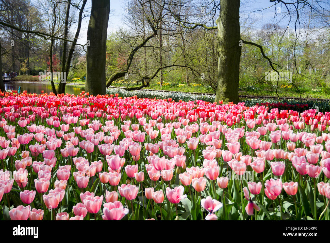 Keukenhof gardens, Lisse, Holland Stock Photo - Alamy