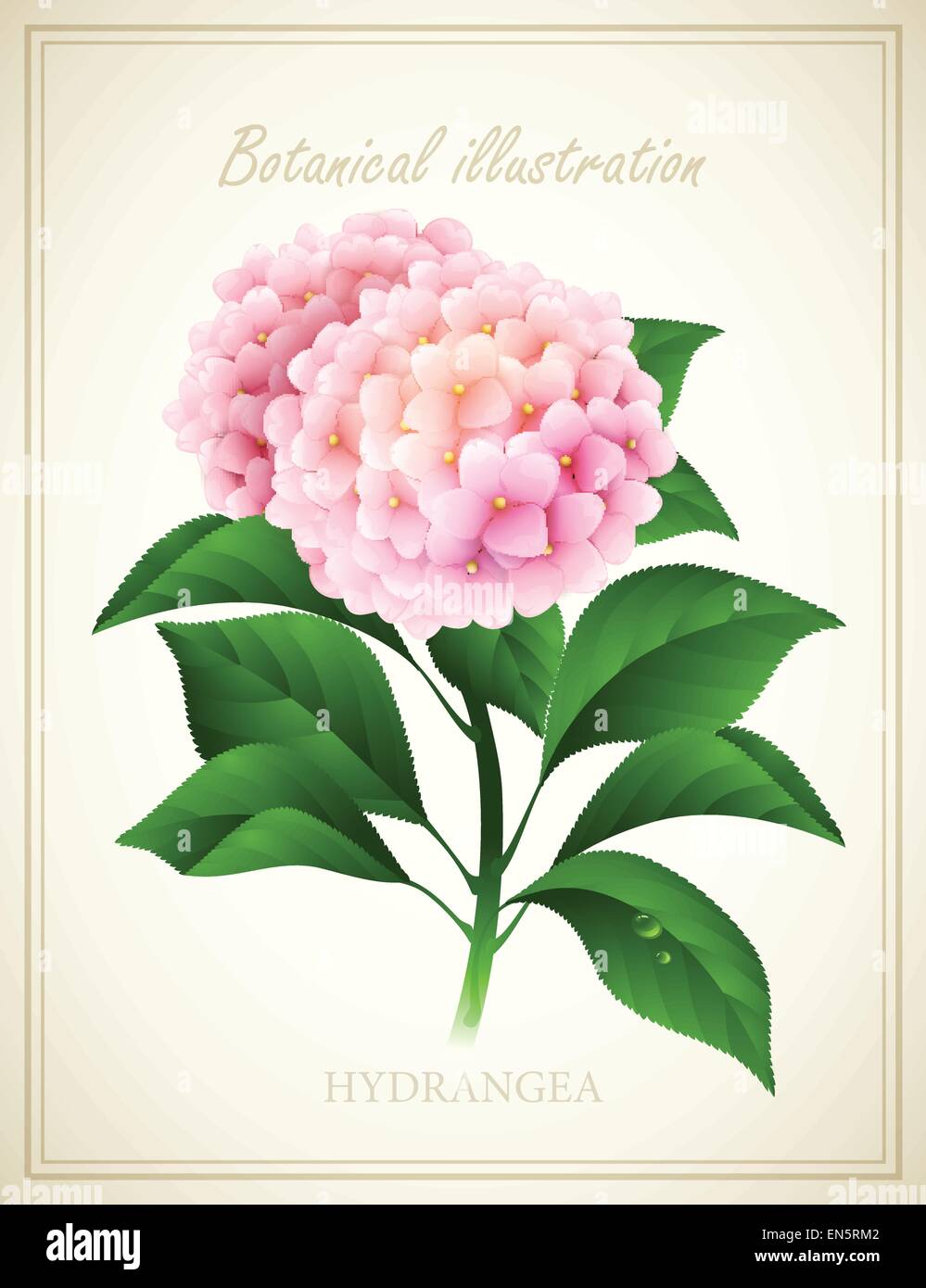 Hydrangea vector vectors hi-res stock photography and images - Alamy