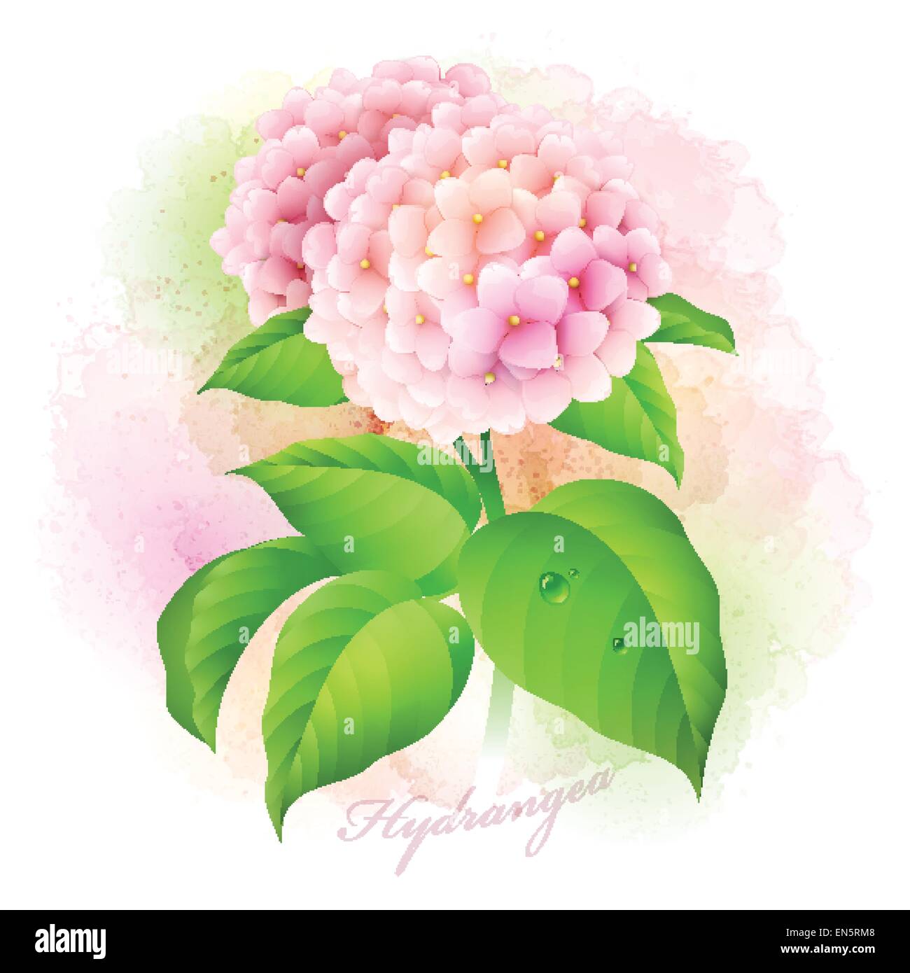 White green hydrangea flower Stock Vector Images - Alamy