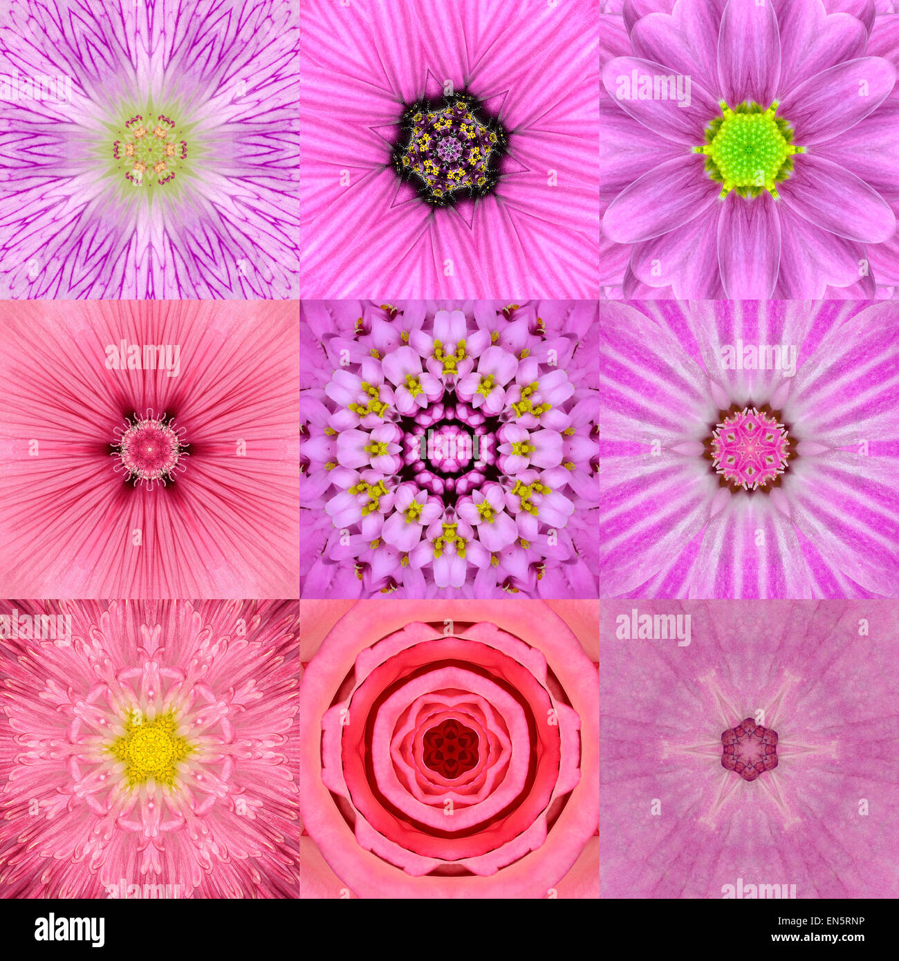 Collection of Nine Pink Concentric Flower Mandalas. Kaleidoscope ...