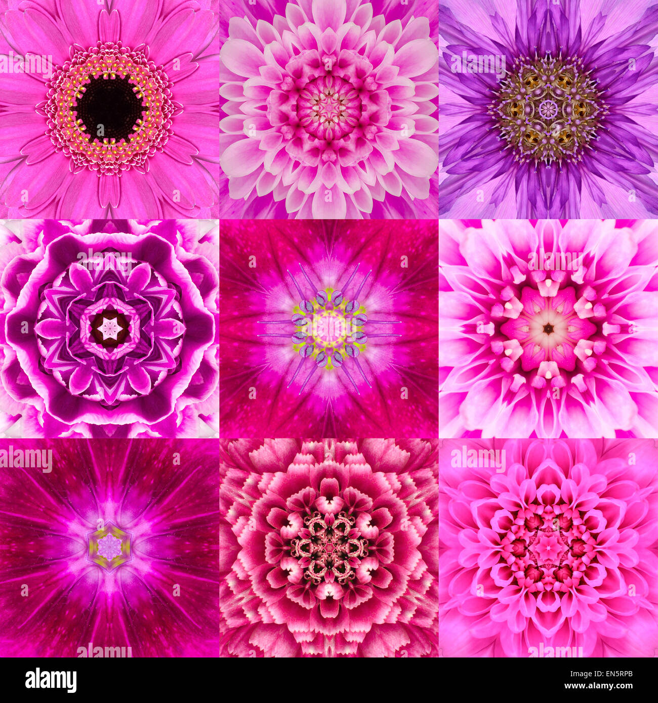 Collection of Nine Purple Concentric Flower Mandalas. Kaleidoscope ...