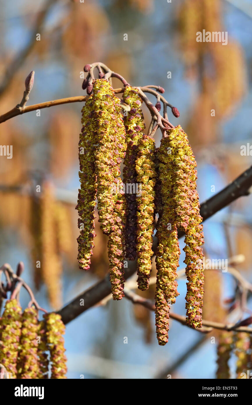 Alder tree buds hi-res stock photography and images - Alamy