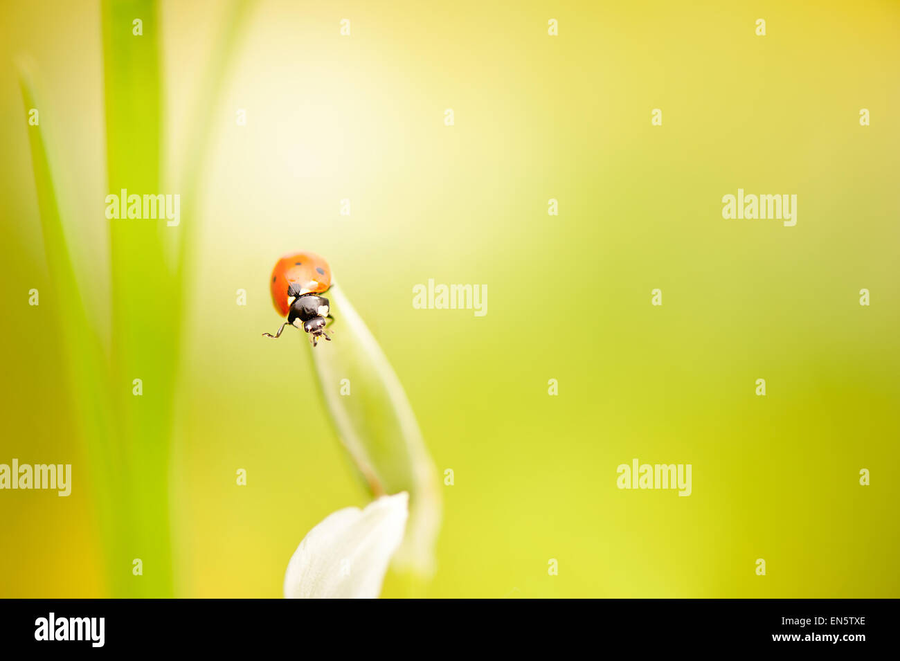 Ladybug art hi-res stock photography and images - Alamy