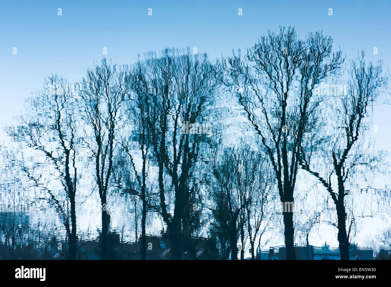 Blue trees sadness, fine art melancholy Stock Photo - Alamy