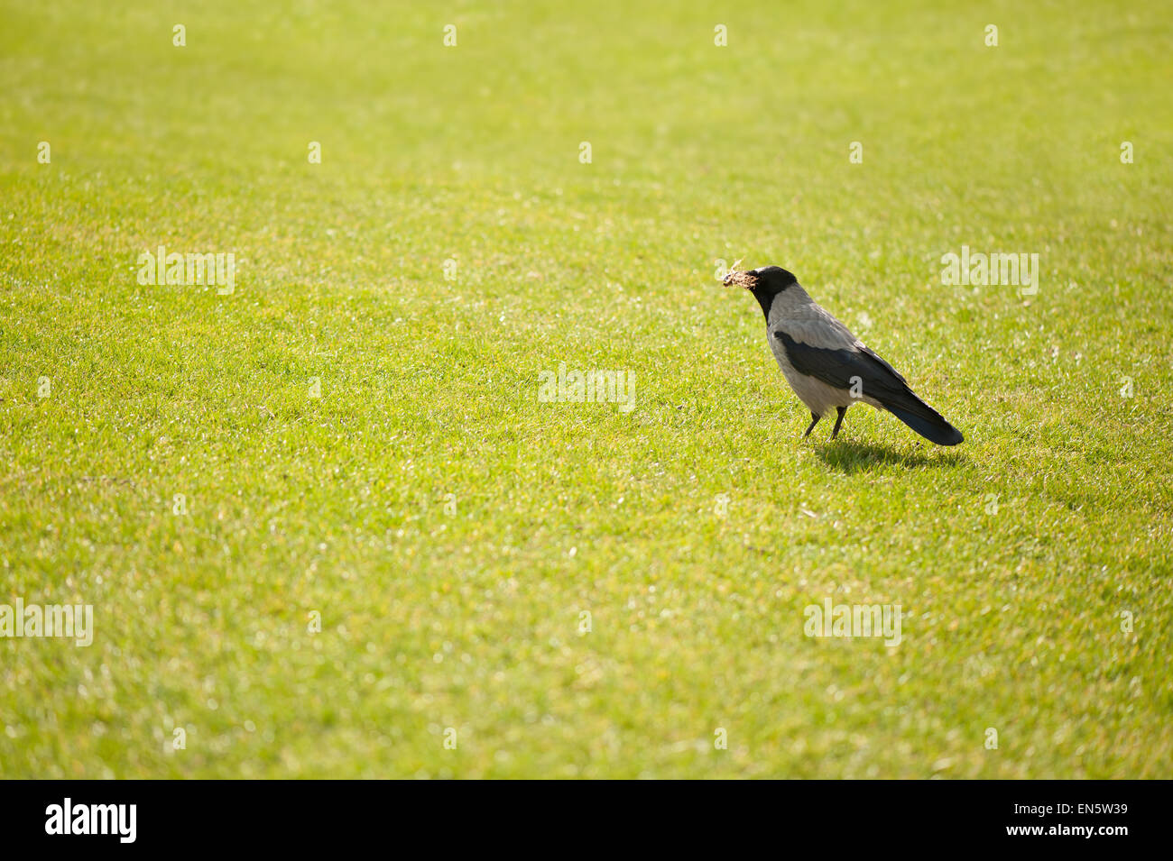 Crow nest hi-res stock photography and images - Alamy