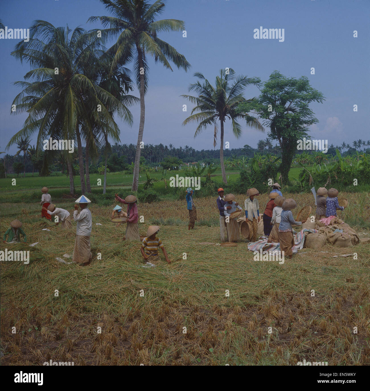 Reisernte hi-res stock photography and images - Alamy