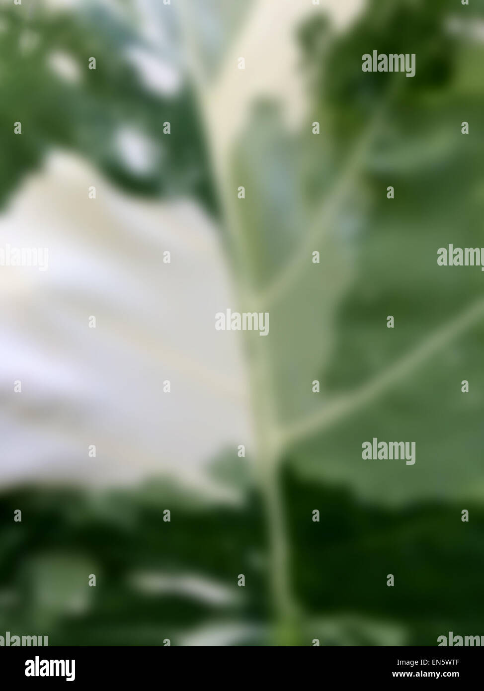 Vertical leaves background hi-res stock photography and images - Alamy
