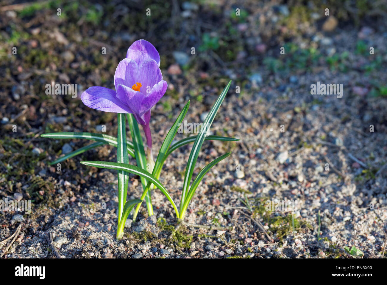 Purple violet crocus Crocus heuffelianus flower spring bloom Stock ...
