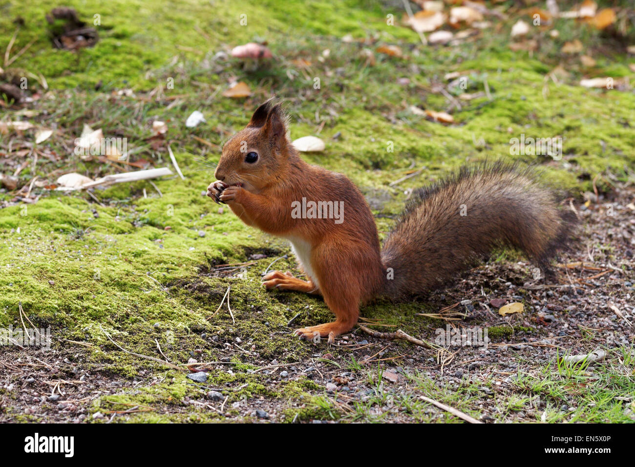 Red squirrel Finland wildlife Stock Photo - Alamy