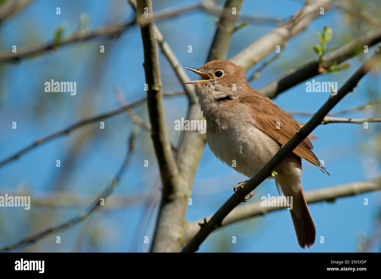 Nightingale singing hi-res stock photography and images - Alamy