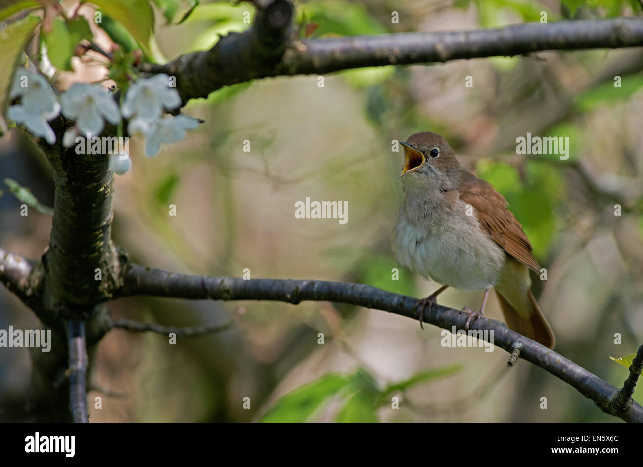Nightingale singing tree hi-res stock photography and images - Alamy